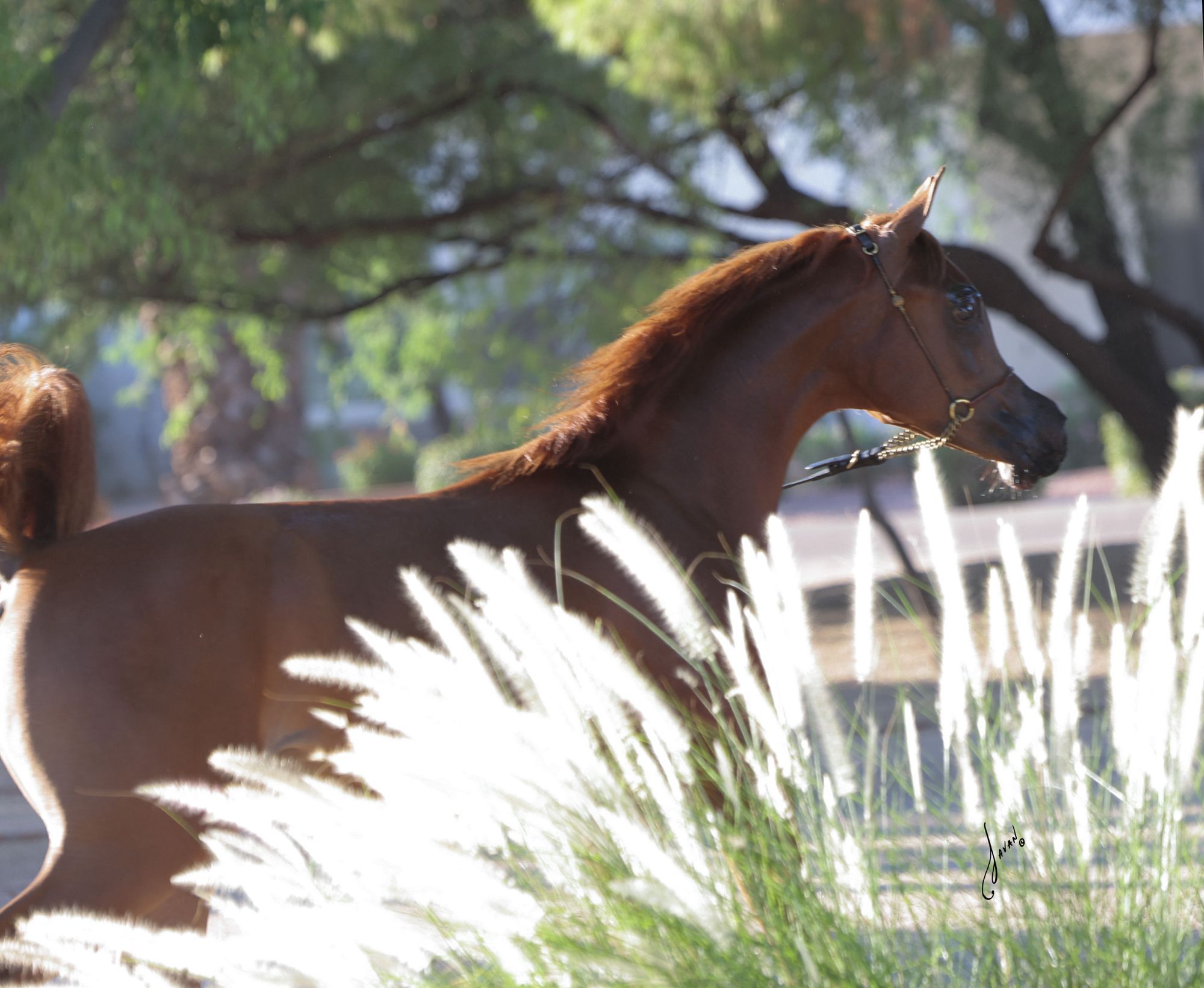 Arabian Horses of Amurath Arabians USA – Scottsdale, Arizona | Sharon ...